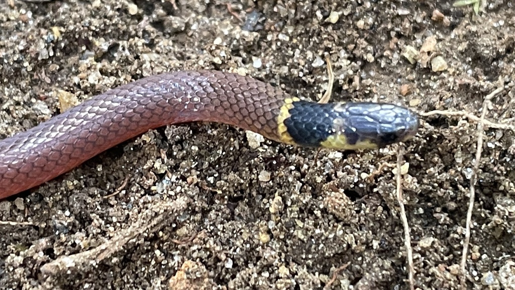 Jackson’s centipede-eater from Mvomero, TZ on November 08, 2022 at 03: ...