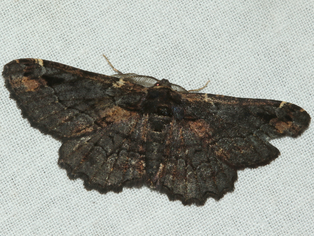 Sinister Moth from Wingan Inlet Campground, Wingan River VIC 3891 ...