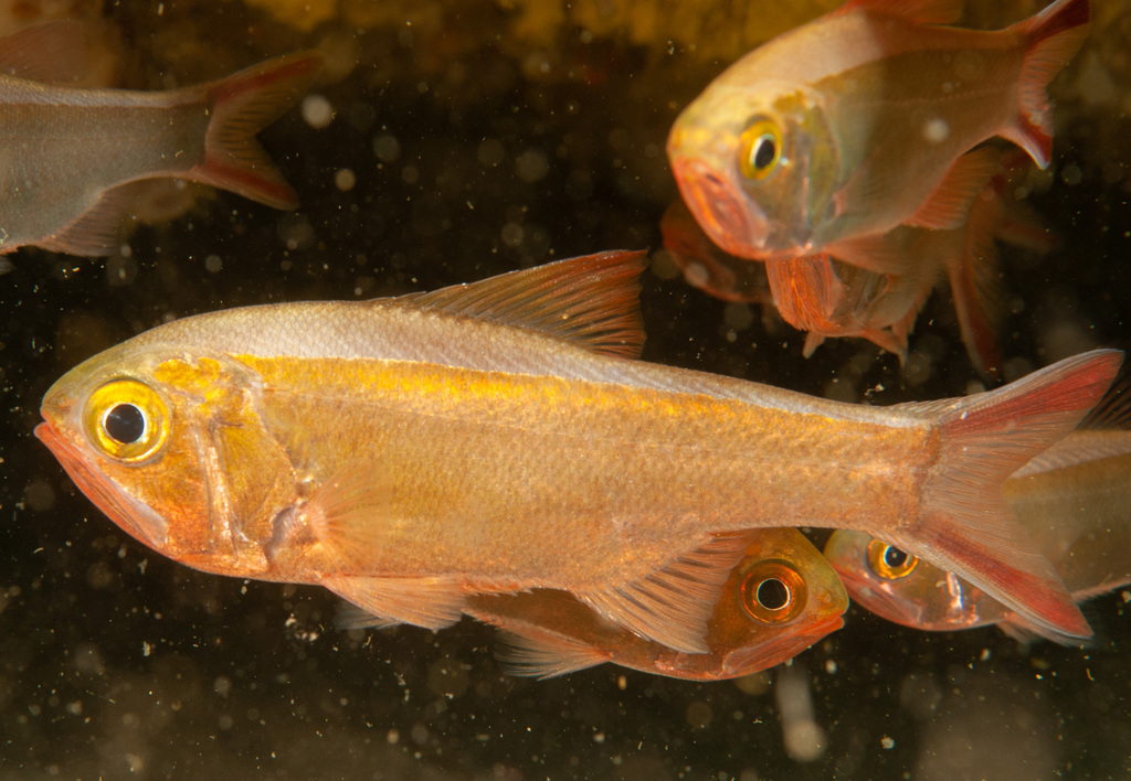 (Optivus) - Marine Life Identification