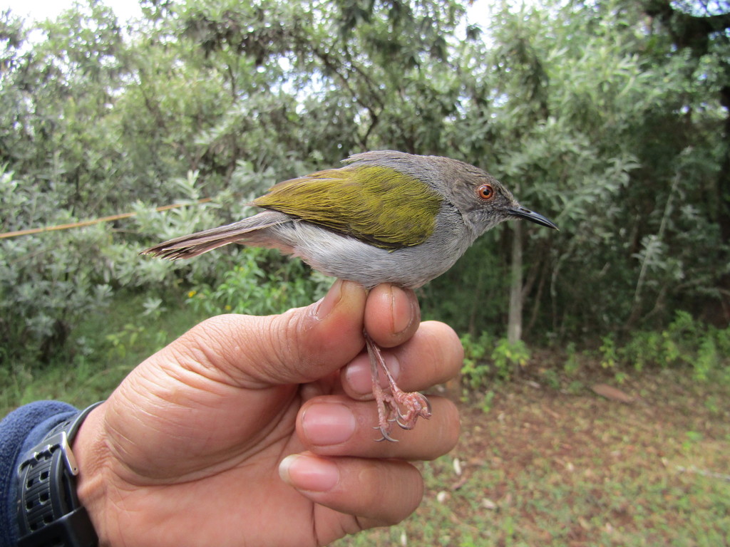 Green-backed Camaroptera from Olenguruone, Kenya on August 23, 2018 at ...