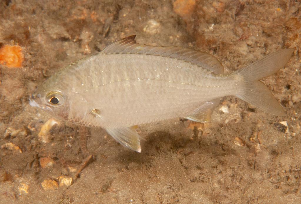 Common Silverbiddy (Fishes of Chowder Bay, Sydney, Australia) · iNaturalist