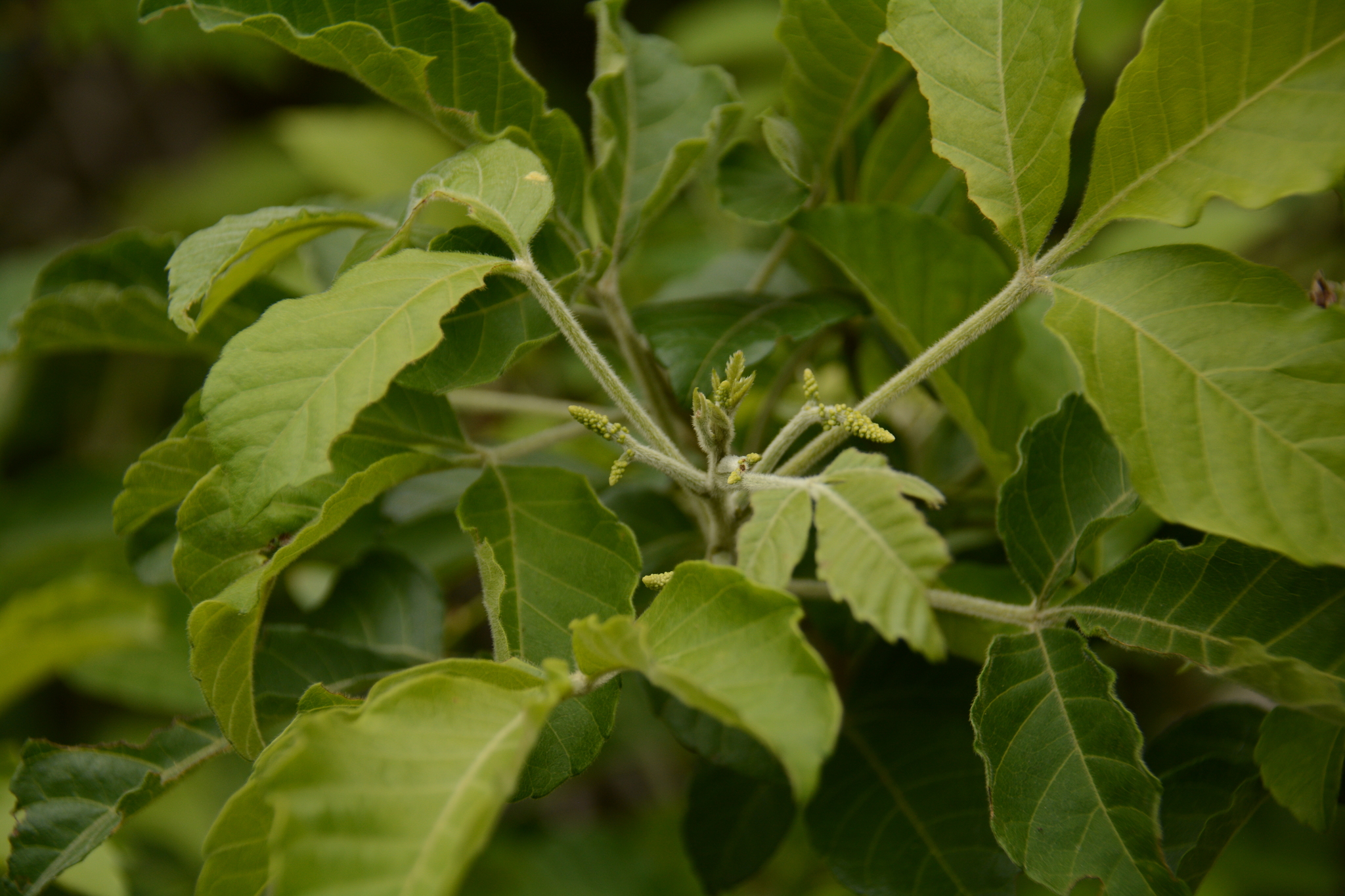Allophylus africanus P.Beauv.