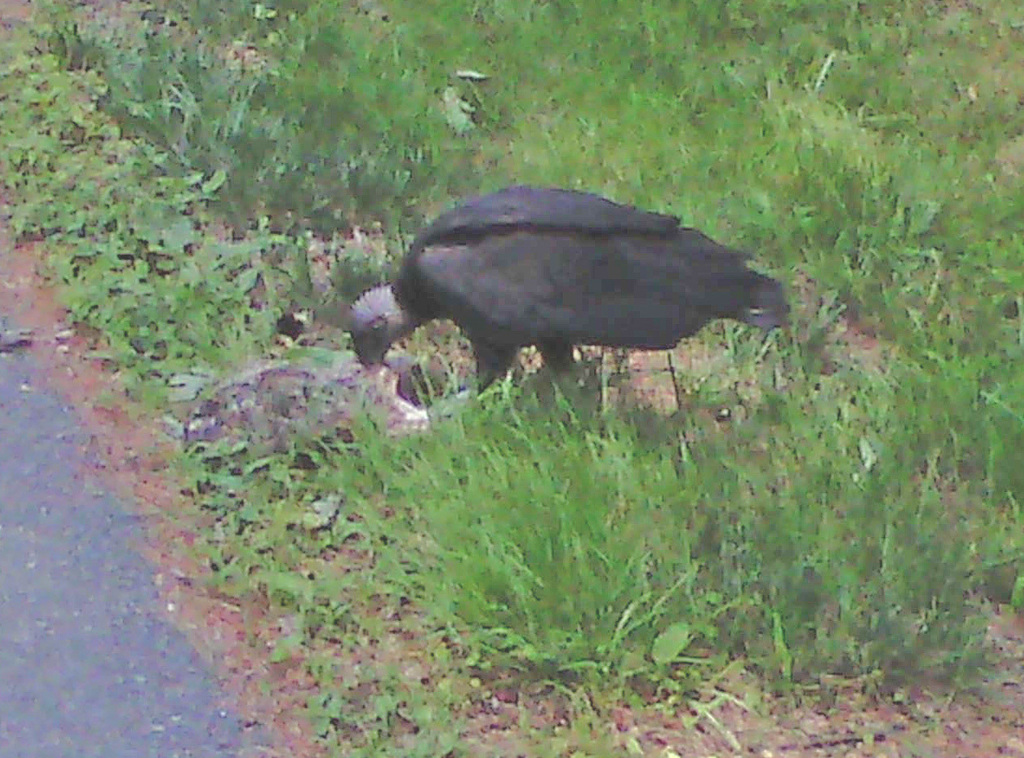 Black Vulture from Kemp Mill, MD, USA on June 10, 2016 at 01:00 PM by ...