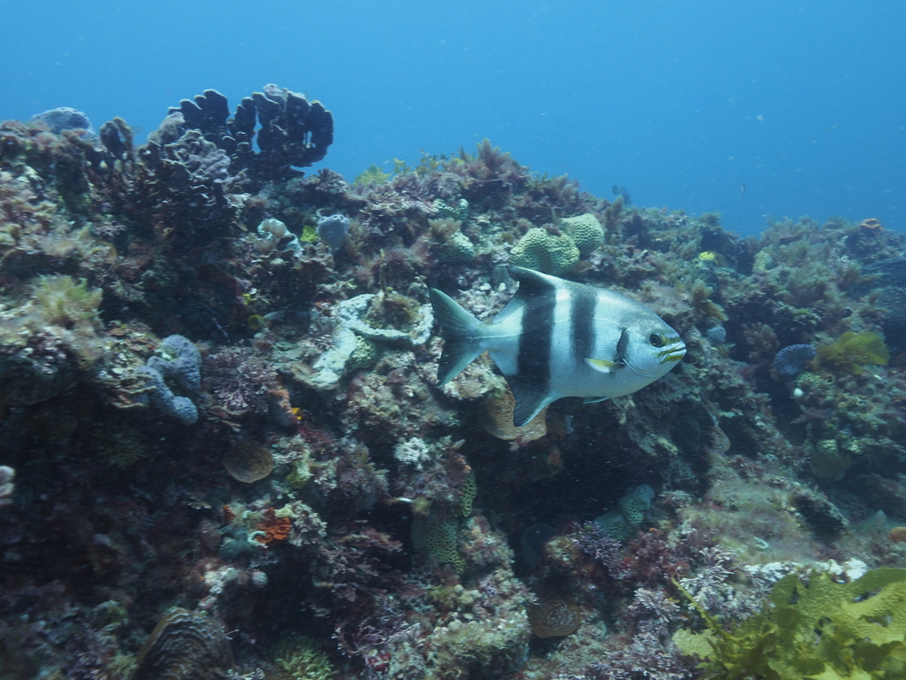 Banded Sweep from Bunbury WA, Australia on November 22, 2022 at 10:41 ...