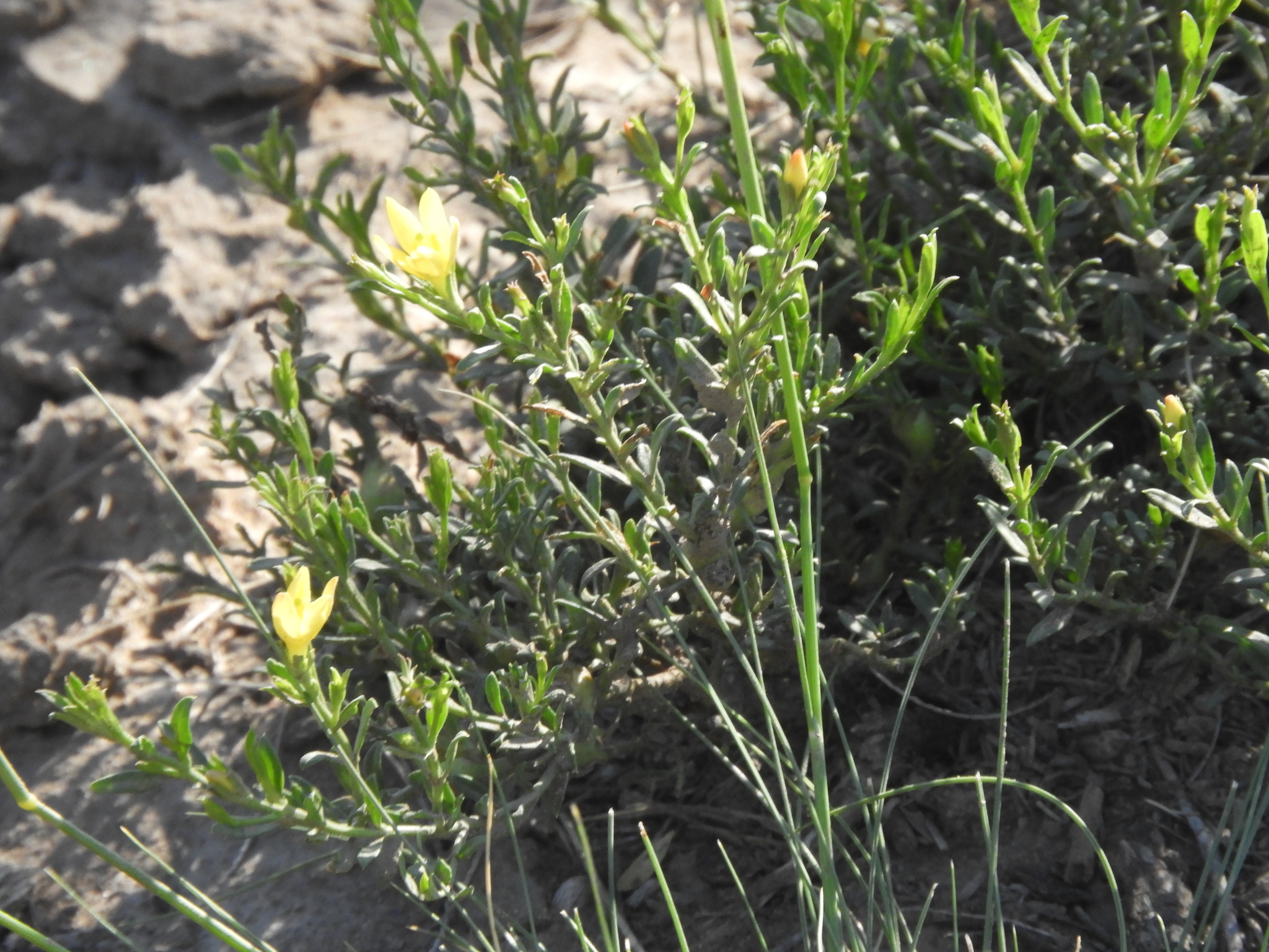 Menodora integrifolia (Cham. & Schltdl.) Steud.