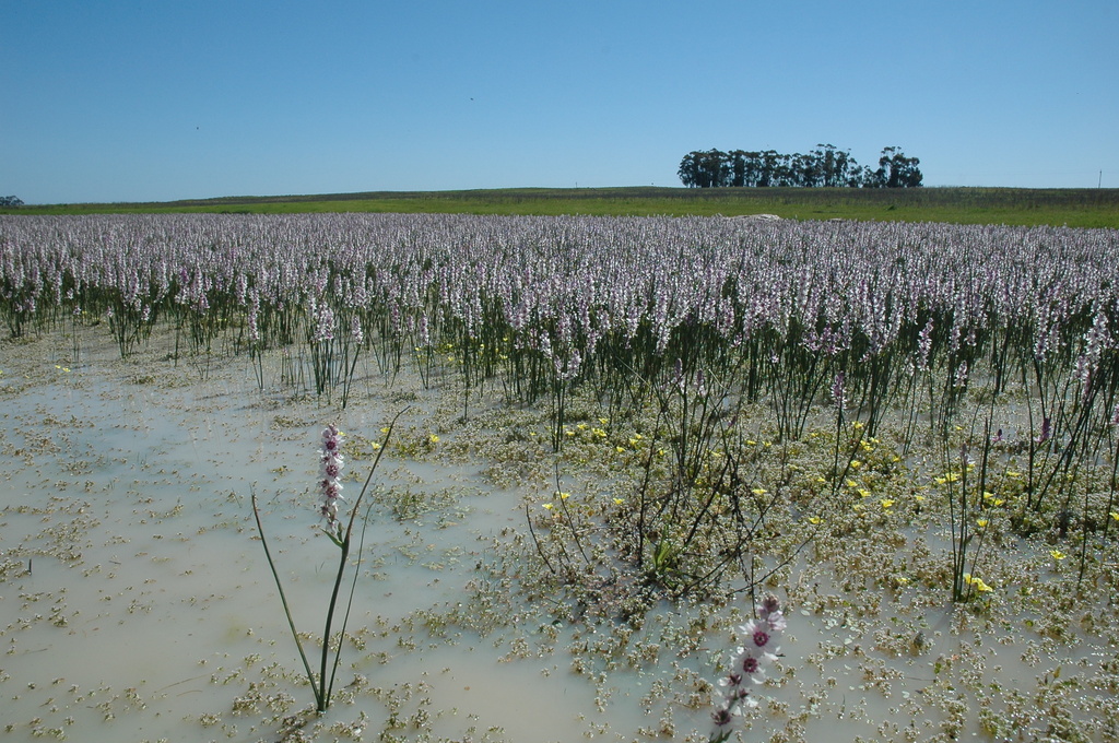Clay Pool Sorrel from West Coast District Municipality, South Africa on ...