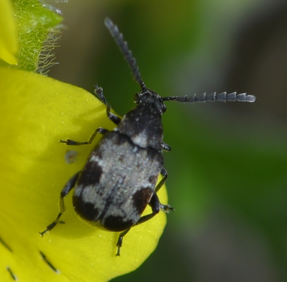 Bruchidius marginalis (Fabricius, 1775)