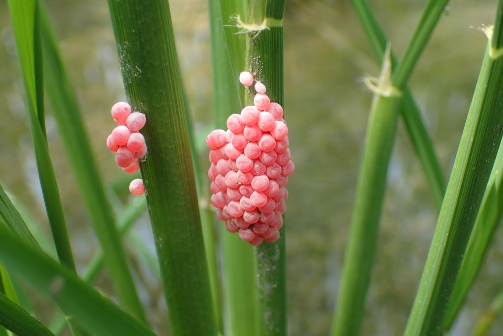 Channeled Apple Snail from 302台灣新竹縣竹北市興海街217號 on September 5, 2018 at ...