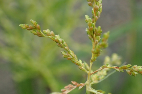 Rice flat-sedge (Sedges of the British Indian Ocean Territory (BIOT ...
