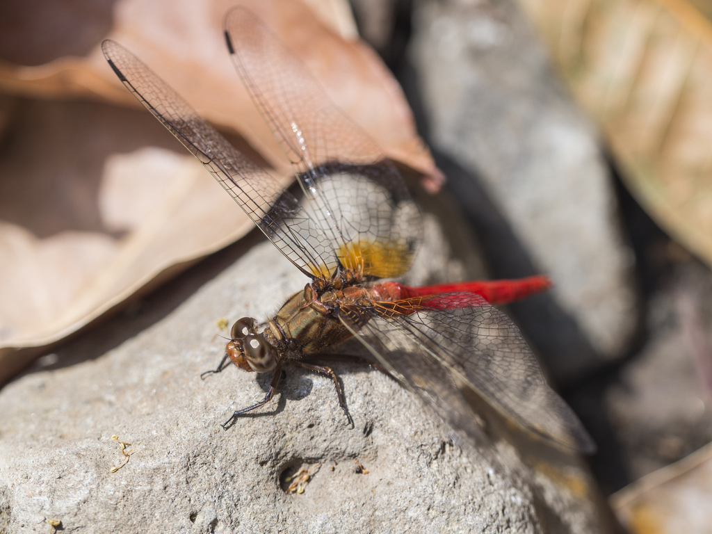 Orange Skimmer from Oerupan, Oecussi-Ambeno, Timor-Leste on September ...