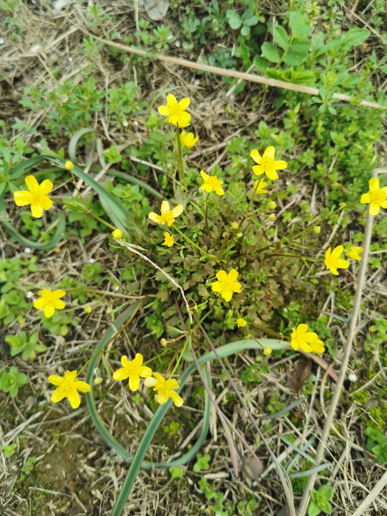 Ranunculus ternatus from Yangzhou, CN-JS, CN on March 21, 2021 at 08:58 ...