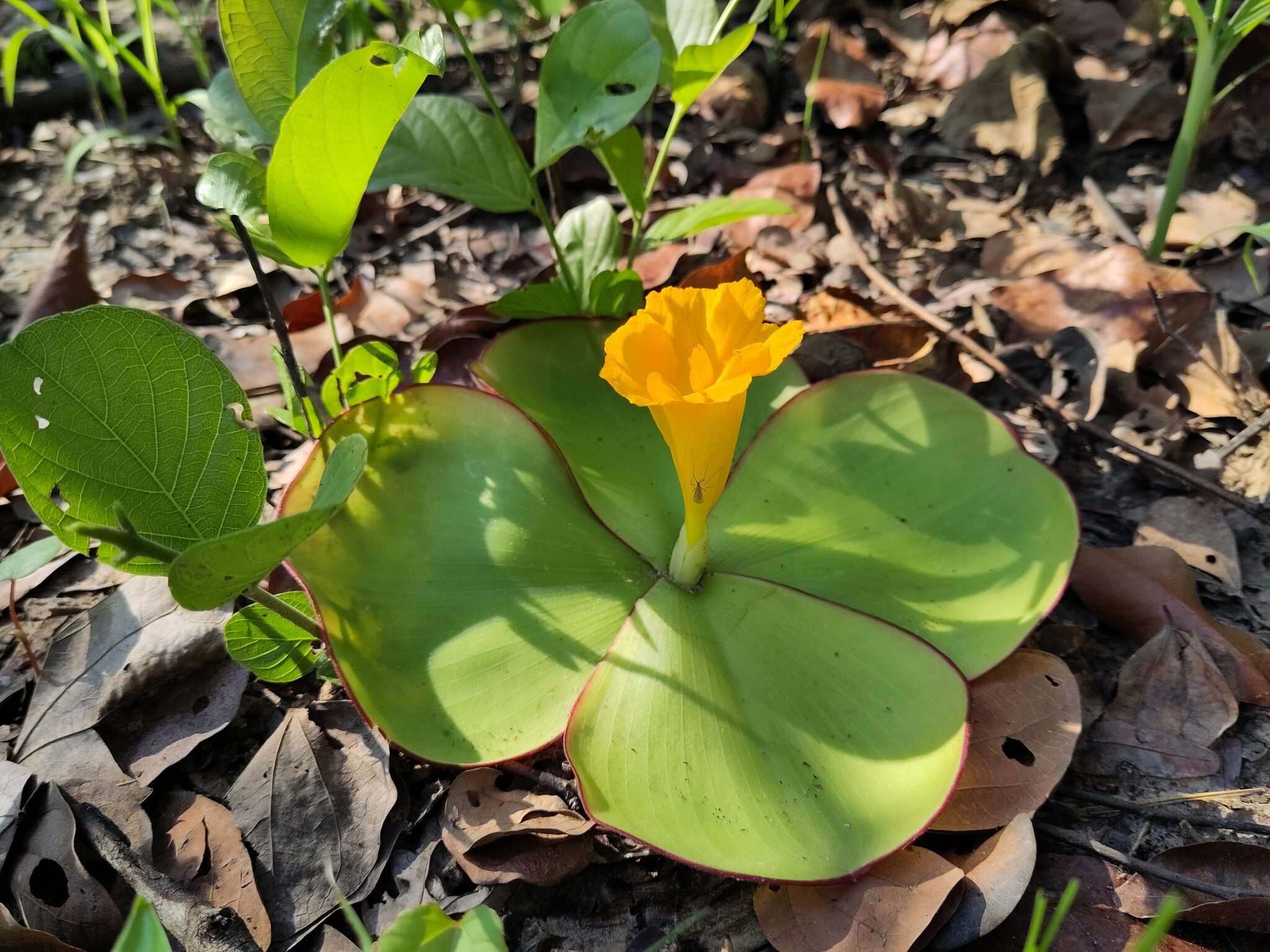 Costus spectabilis (Fenzl) K.Schum.