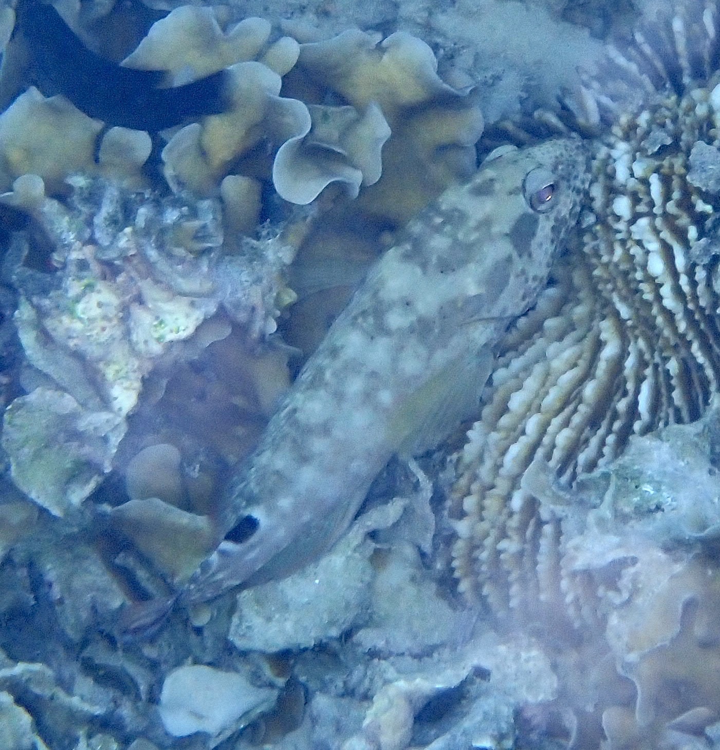 Cephalopholis leopardus (Lacepède, 1801)