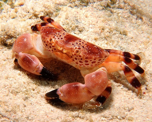 Xanthias punctatus · iNaturalist