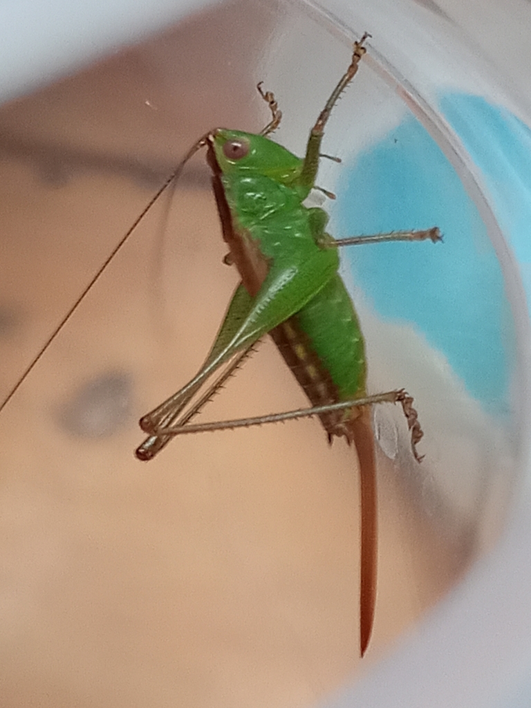 Lesser Meadow Katydids from Planalto, BR-PR, BR on November 22, 2022 at ...