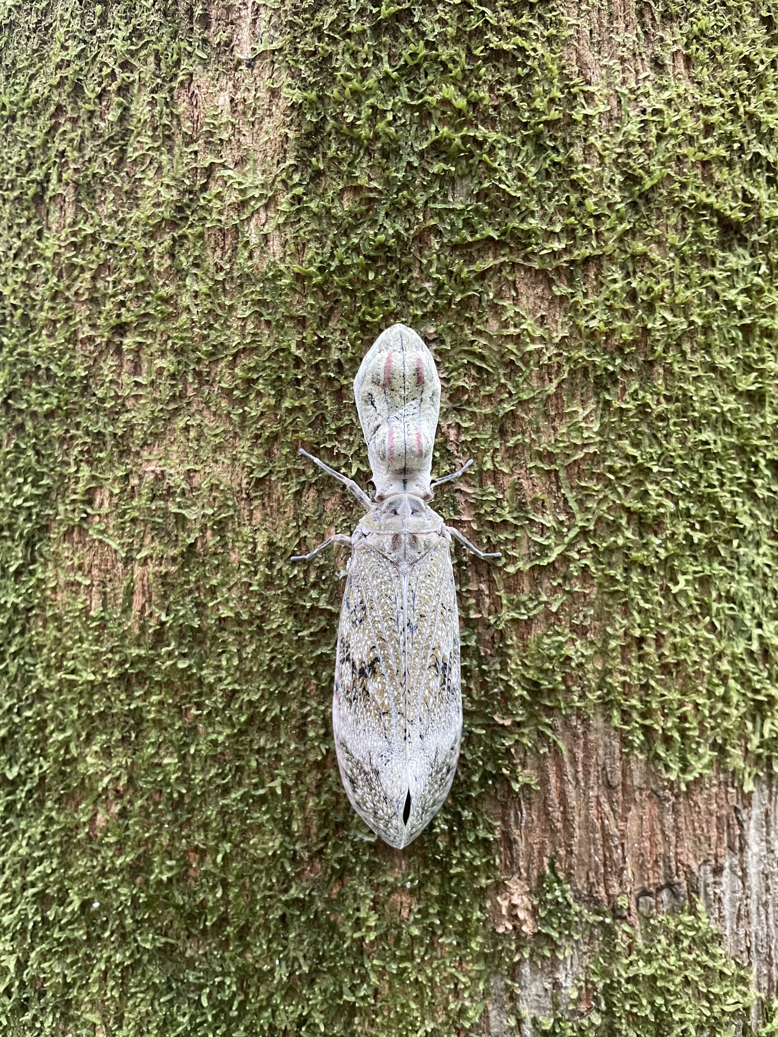 Fulgora laternaria (Linnaeus, 1758)