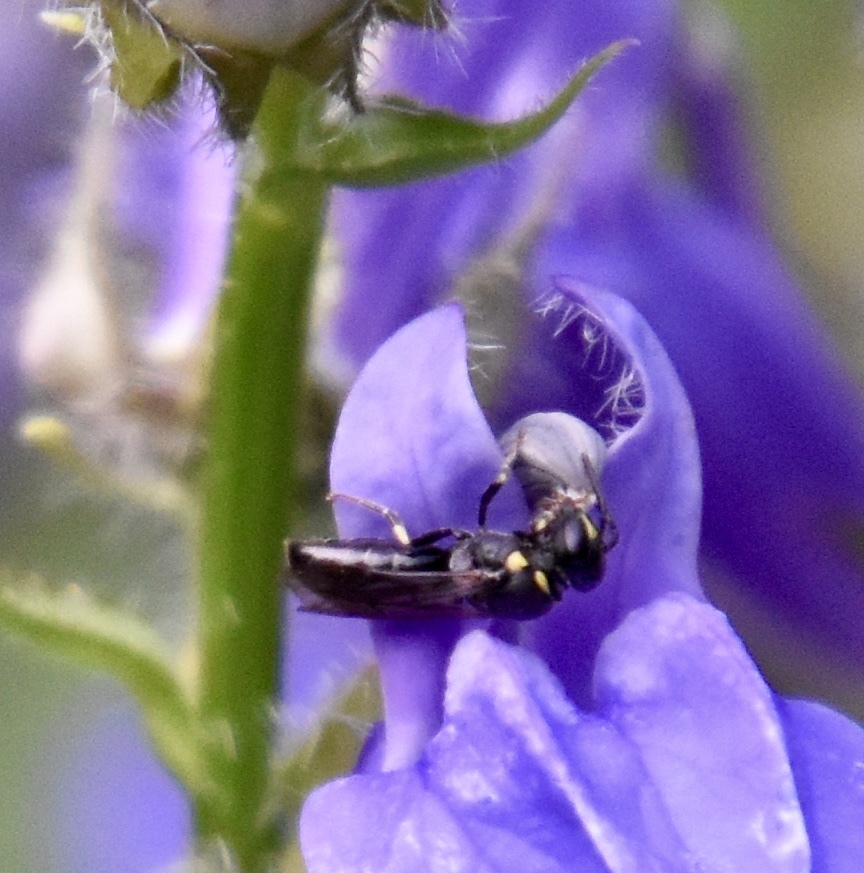 Modest Masked Bee in August 2018 by jenniferf4 · iNaturalist
