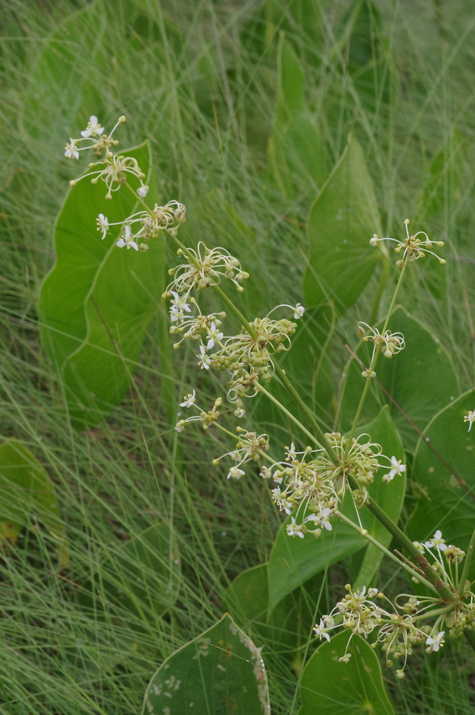 Limnophyton angolense from Wetlands up stream of the Cuanavale Source ...