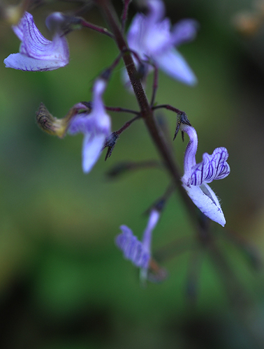 Hullworts (Coleus)