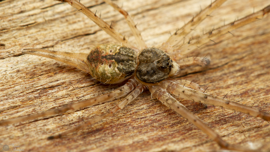 Common Long Spinnered Tree Spider from Shokwe Pan, Ndumo GR ...