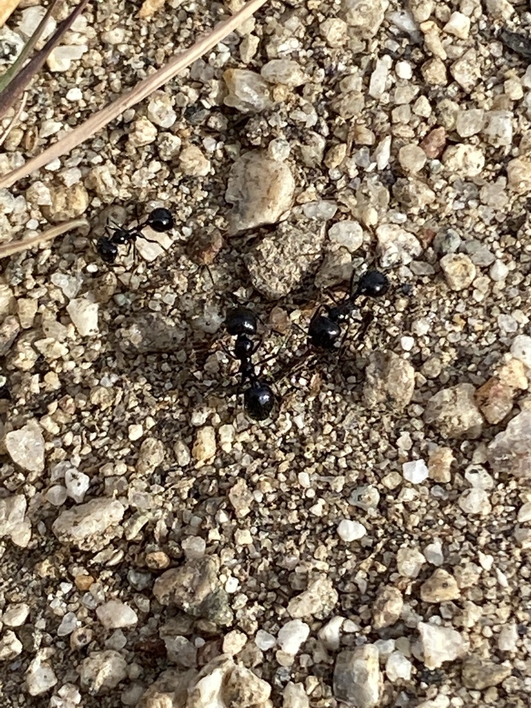 Veromessor pergandei from S Farrell Dr, Palm Springs, CA, US on ...