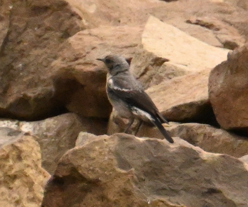 Mountain Chat from Mkhomazi Wilderness area, South Africa on October 13 ...