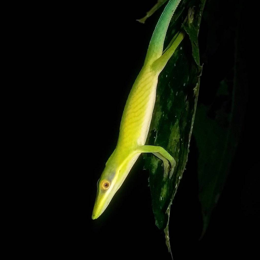 Odd Anole from Shintuya, Madre de Dios, Peru on August 13, 2015 by ...