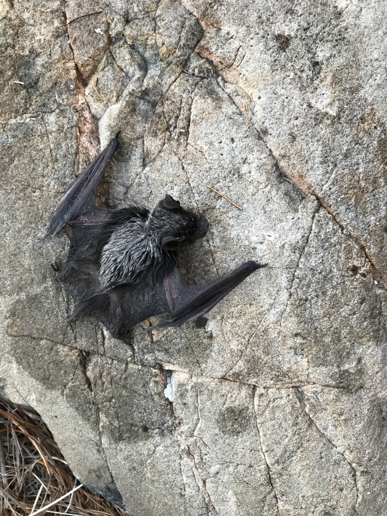 Silver-haired Bat from Threenarrows Lake, Killarney, ON, CA on July 10 ...