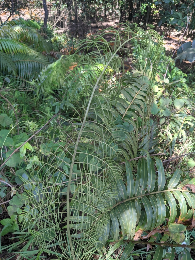 Giant Vine Fern from Mbonambi Local Municipality, South Africa on ...