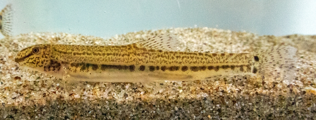 Italian Spined Loach in August 2019 by davide bellucci · iNaturalist