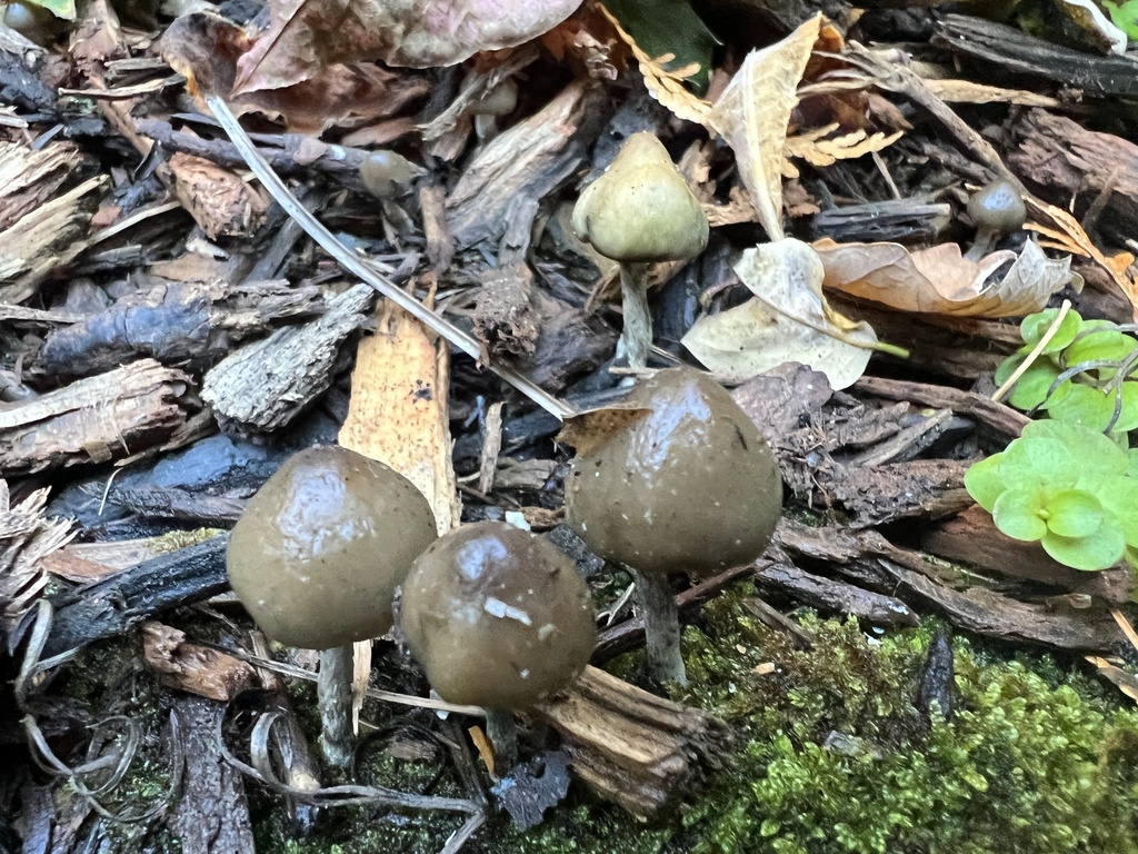 Psilocybe baeocystis from Pisgah National Forest, Sapphire, NC, US on ...