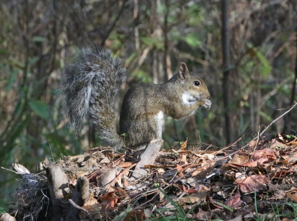 Carolina Gray Squirrel (Sciurus carolinensis carolinensis) - Know Your ...