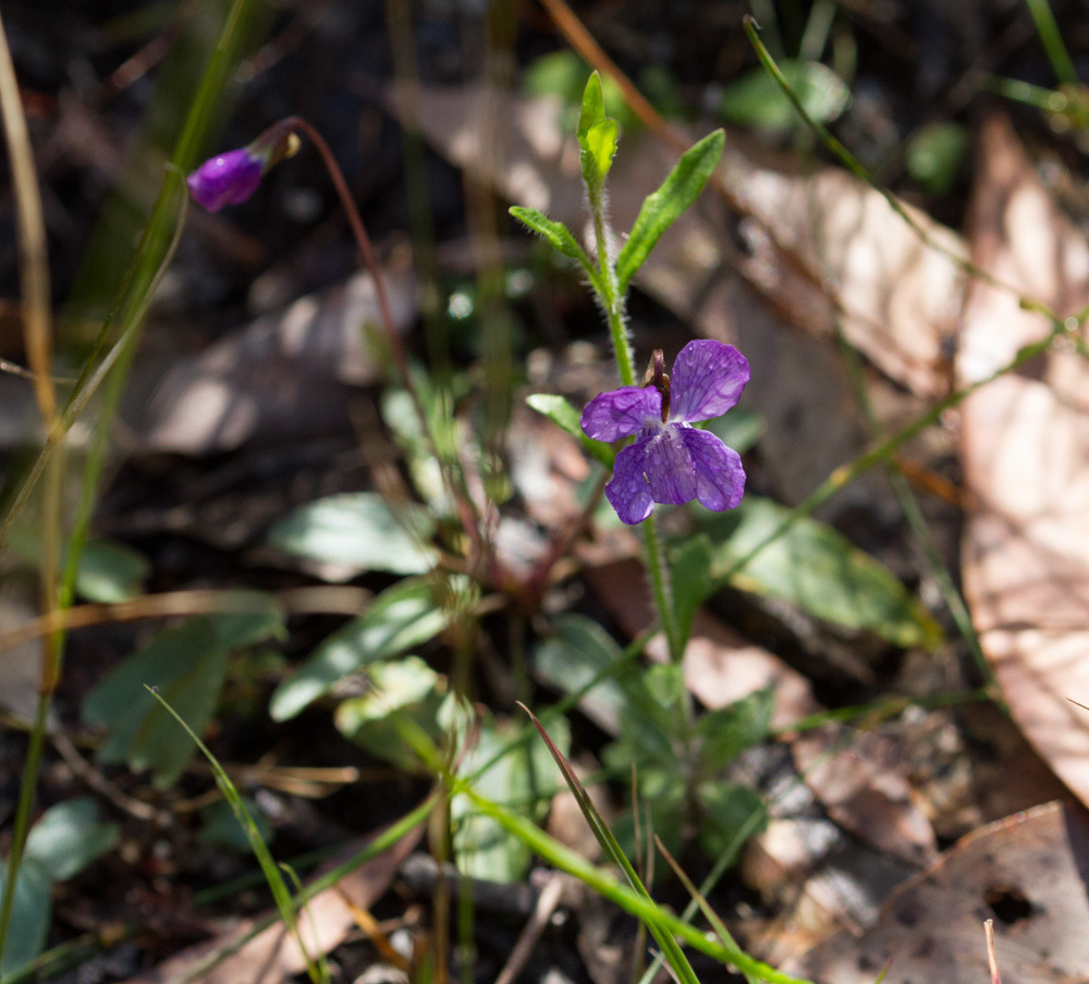 Mountain Violet from Girraween QLD 4382, Australia on October 09, 2022 ...
