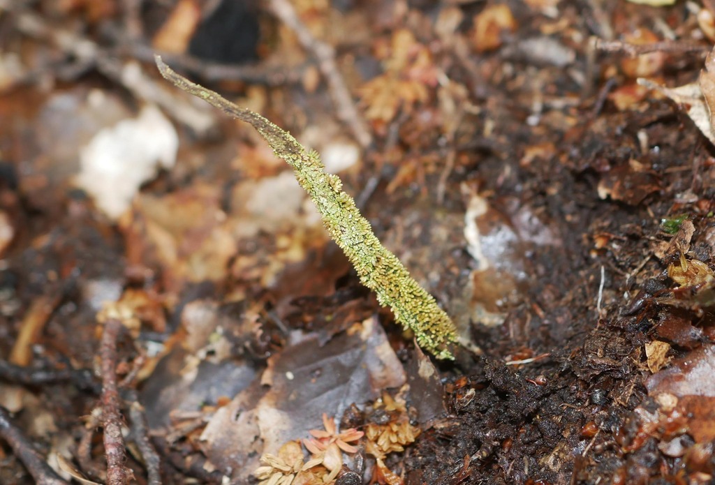 Hypocreales from Hastings District, Hawke's Bay, New Zealand on ...