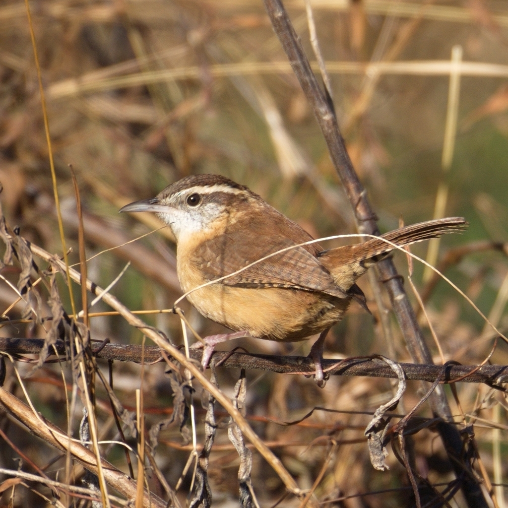 Carolina Wren from Northeast Washington, Washington, DC, USA on ...