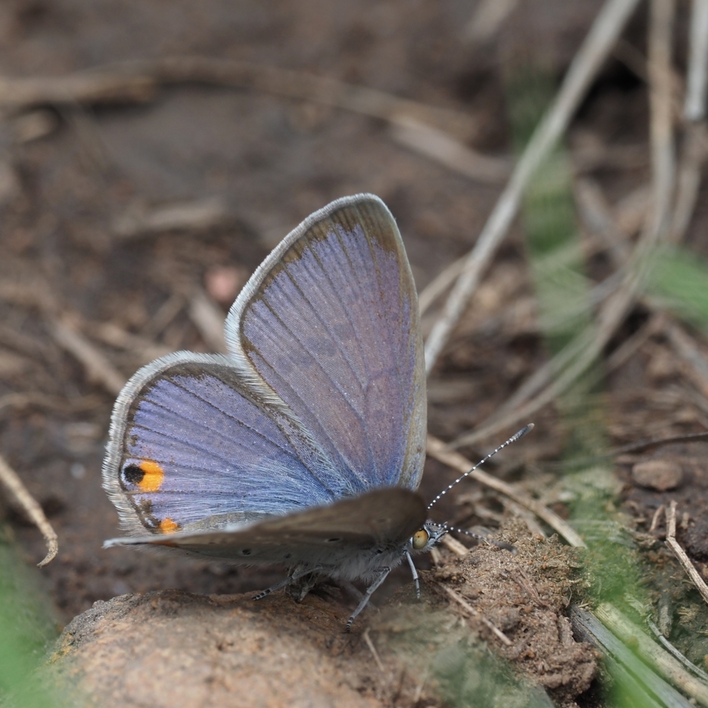 Common Meadow Blue from Emakhazeni Local Municipality, South Africa on ...
