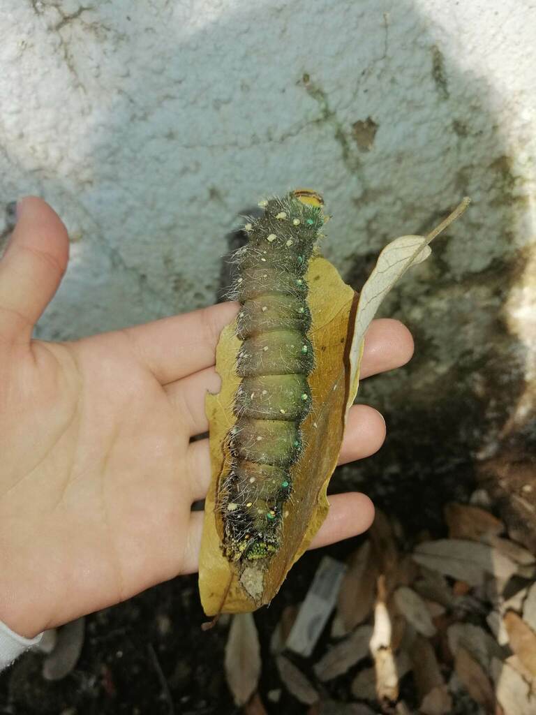 Imperial Moth from Minatitlán, Col., México on September 17, 2019 at 10 ...