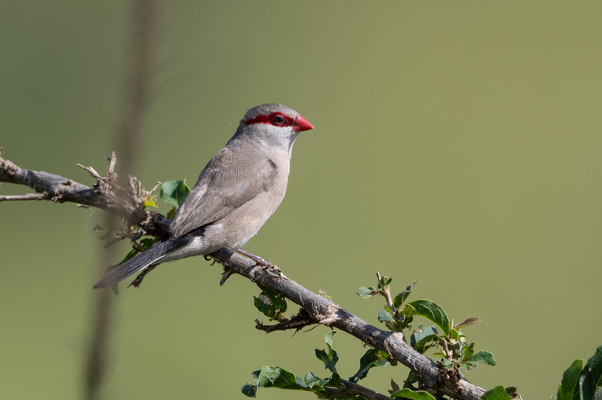 Estrilda troglodytes (Lichtenstein, 1823)