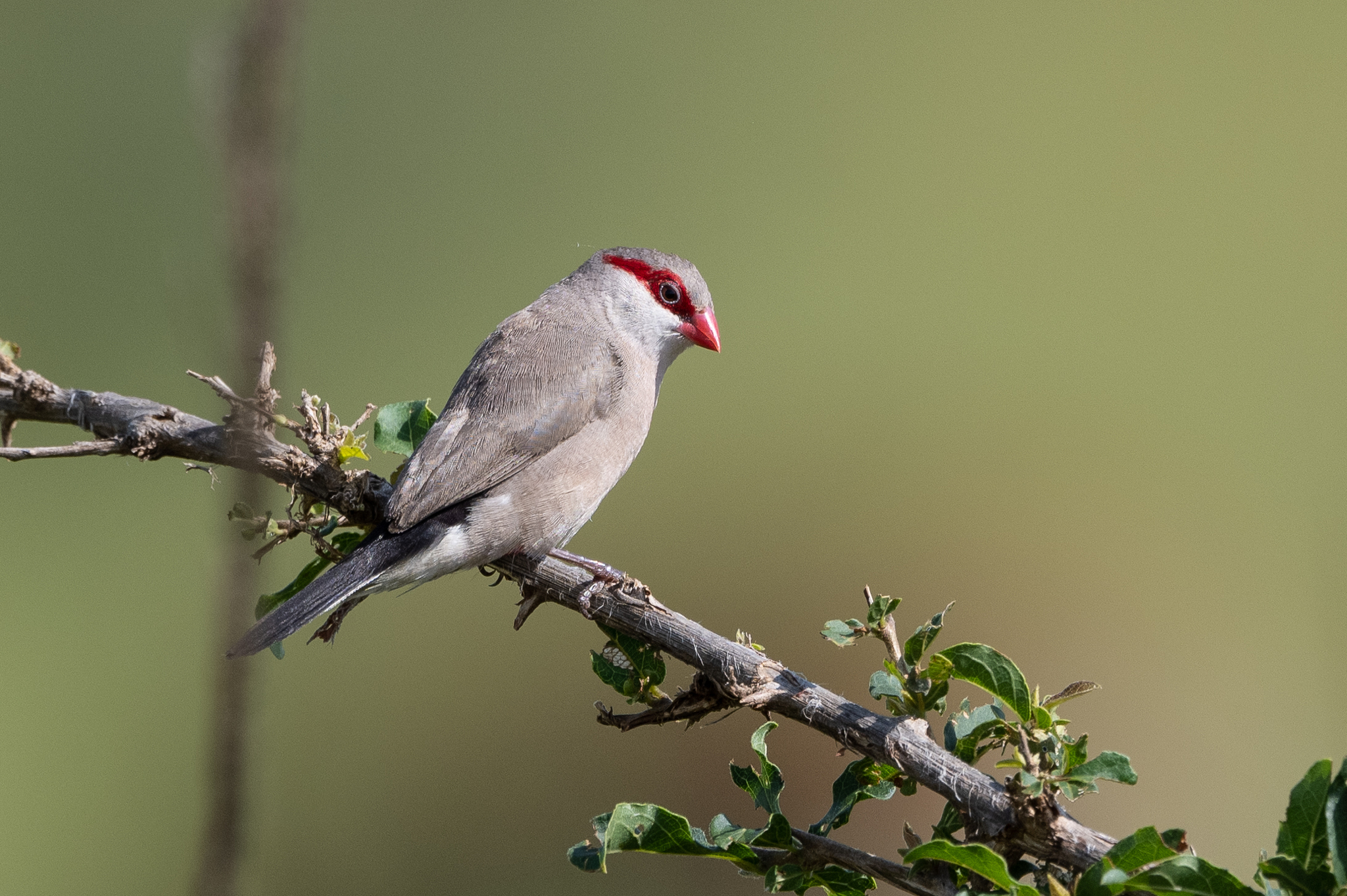 Estrilda troglodytes (Lichtenstein, 1823)