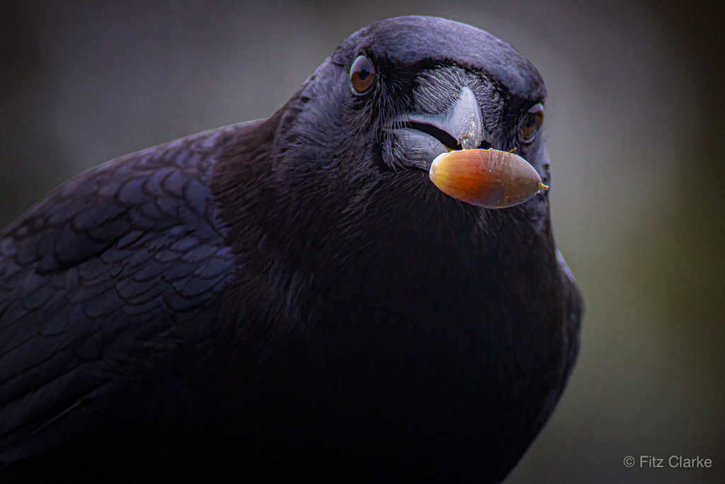 American Crow from Skidaway Island, GA, USA on November 22, 2022 at 12: ...