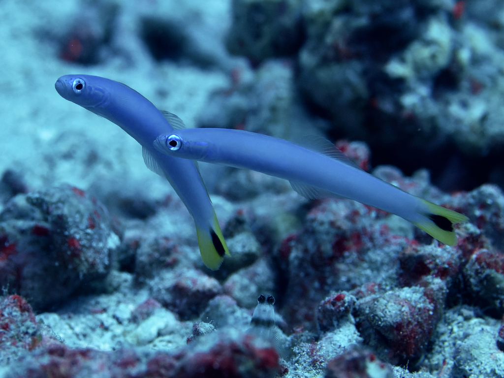 Spottail Dartfish on November 2, 2022 at 09:05 AM by Nico K. Michiels ...