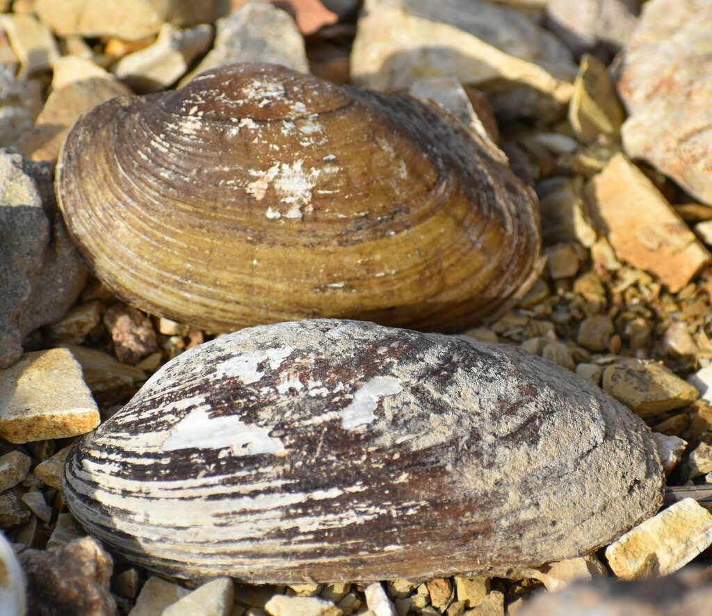 Fatmucket from Table Rock SP, Taney County, MO, USA on October 28, 2022 ...