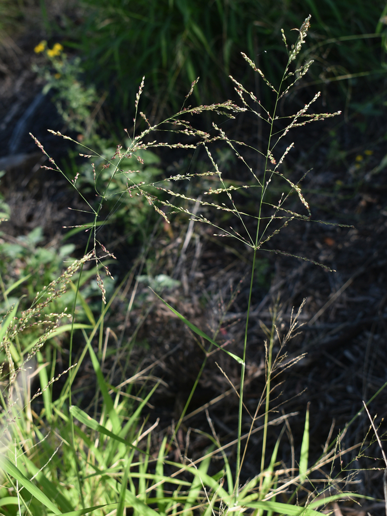 Green Panic Grass from Gindie QLD 4720, Australia on September 24, 2022 ...