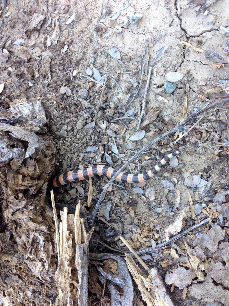 Savage's Sand Snake from Océano Pacífico, , BCS, MX on September 25 ...