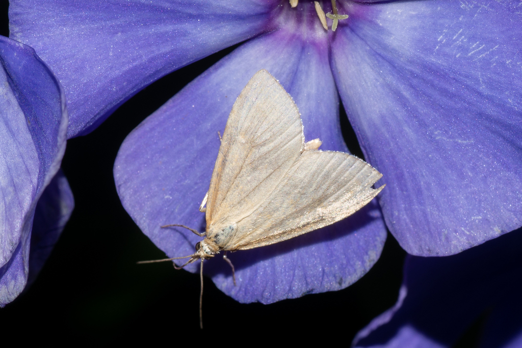 Pale Straw Pearl from Мезень, Архангельская обл., Россия on August 13 ...