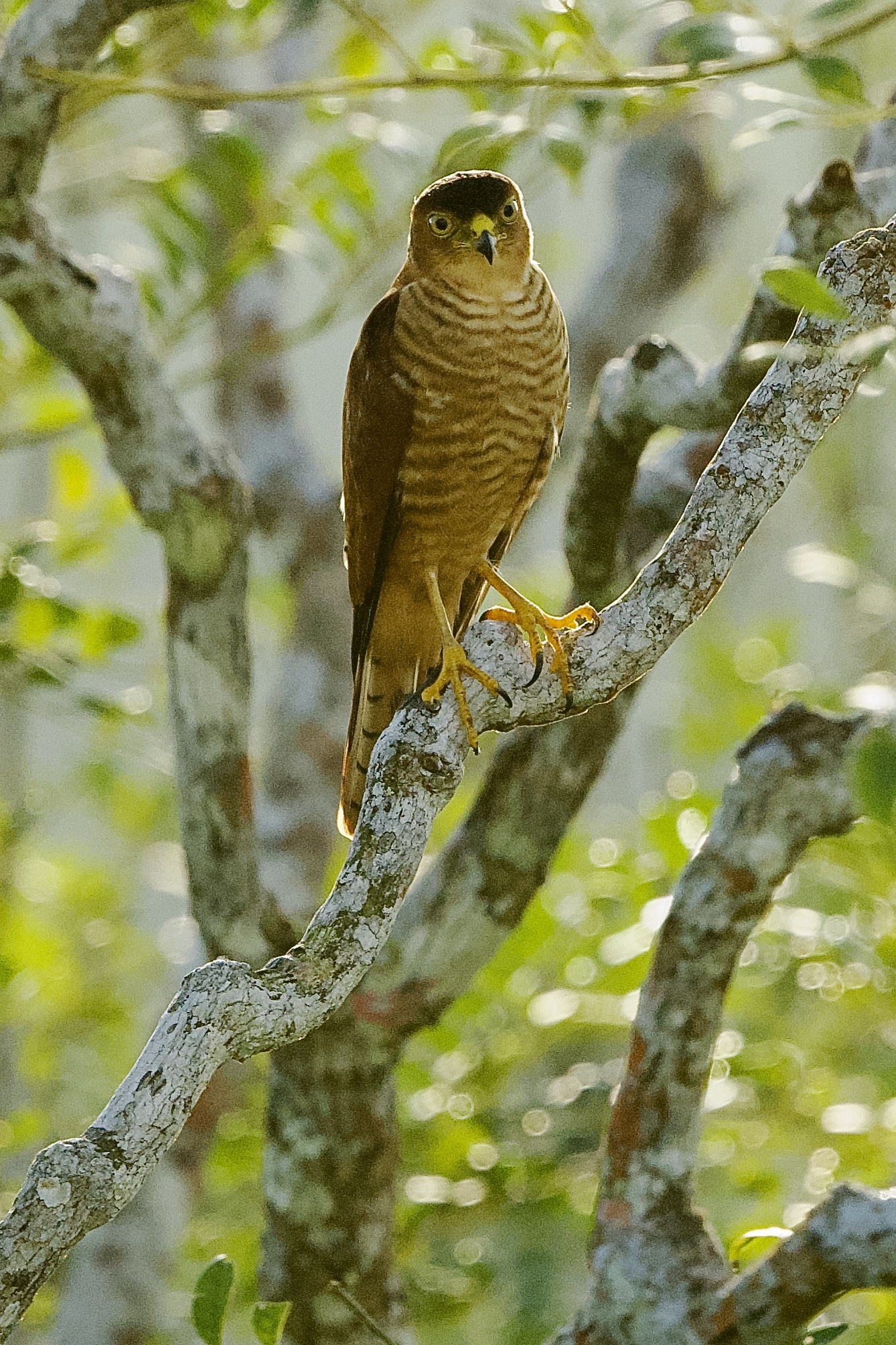 Accipiter superciliosus (Linnaeus, 1766)