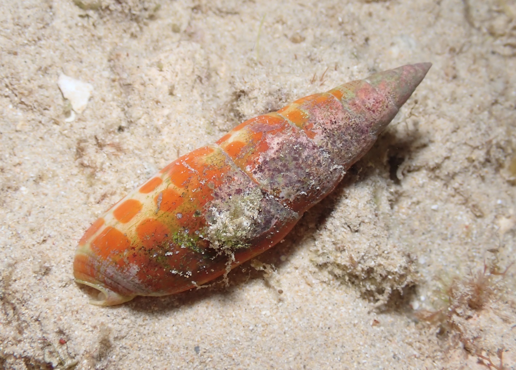 Mitra mitra (Linnaeus, 1758)