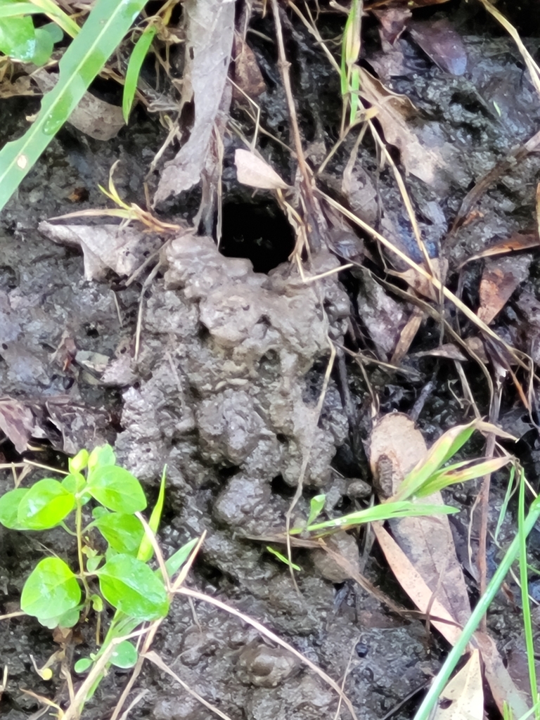 Australian Burrowing Crayfishes from Belgrave VIC 3160, Australia on ...