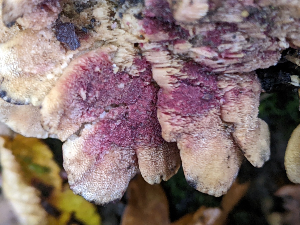 pink polypore mould from Bexley, UK on November 20, 2022 at 12:57 PM by ...