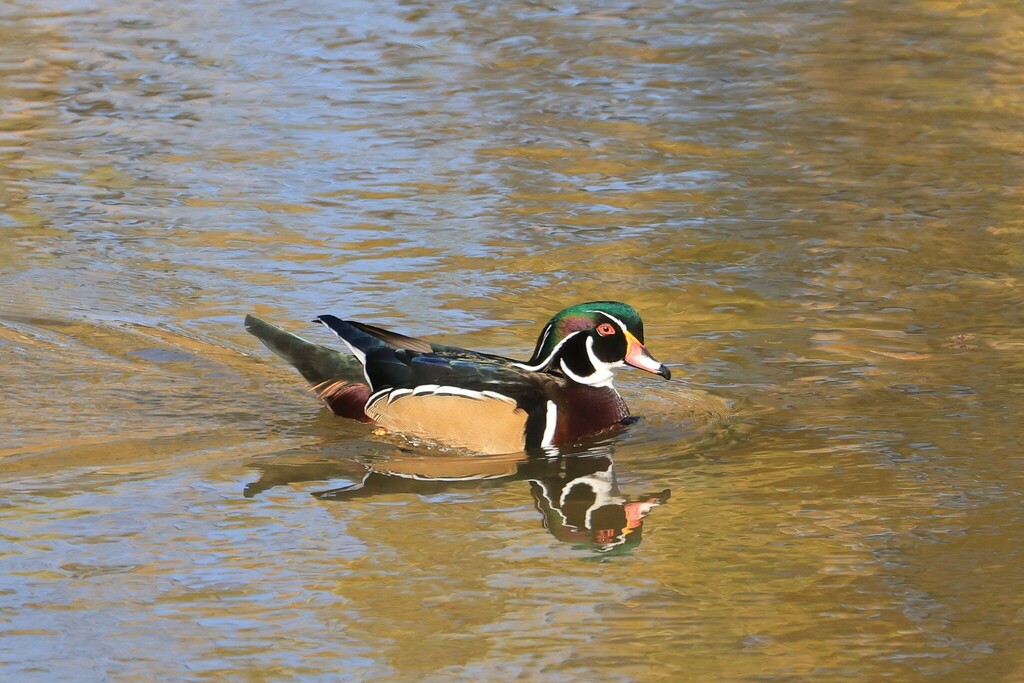 Wood Duck from Inglewood Bird Sanctuary Calgary Alberta Canada on ...